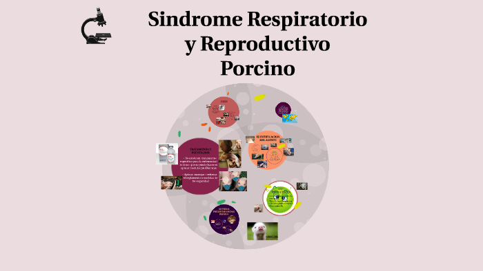 sindrome reproductivo y respiratorio porcino by Maria Alejandra on Prezi
