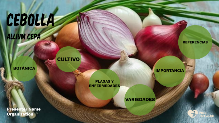 Cebolla by Andrea Trujano Montiel on Prezi