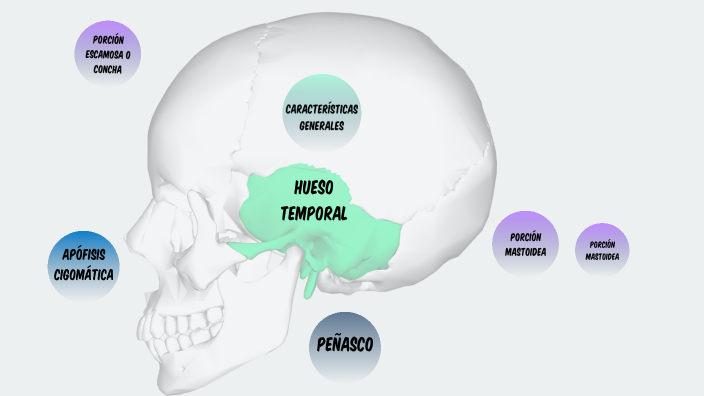 HUESO TEMPORAL by Camila Erazo on Prezi