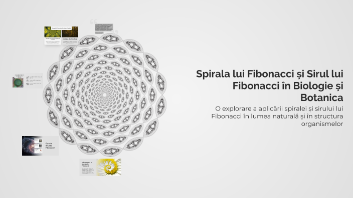 Spirala lui Fibonacci și Sirul lui Fibonacci în Biologie și Botanica by ...