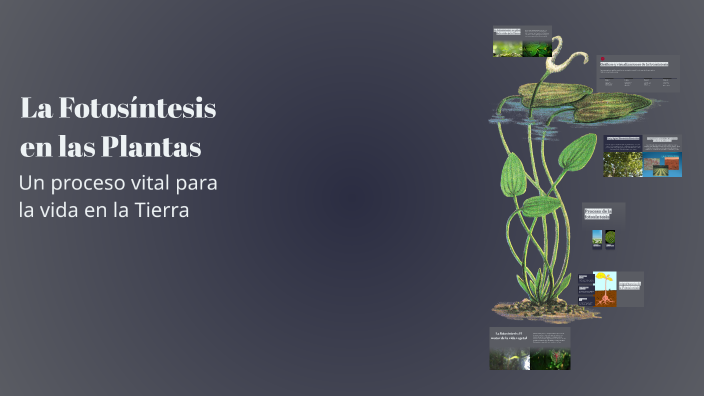 La Fotosíntesis en las Plantas by Toñi on Prezi