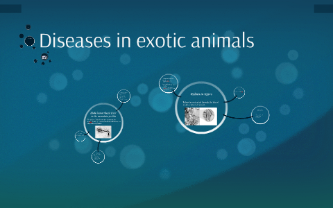 Diseases in exotic animals by jamie hopkins on Prezi