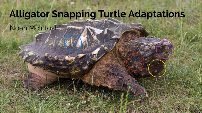 Alligator Snapping Turtle Adaptations by Noah McIntosh on Prezi
