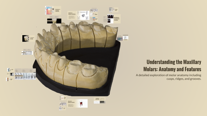 Understanding the Maxillary Molars: Anatomy and Features by streaming ...