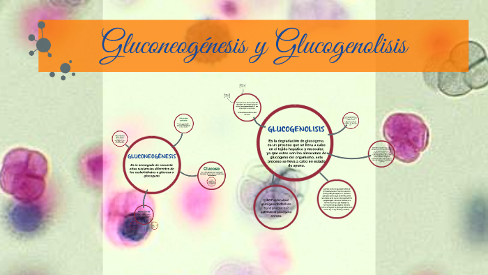 Gluconeogénesis y Glucogenolisis by Gloria Sanchez on Prezi