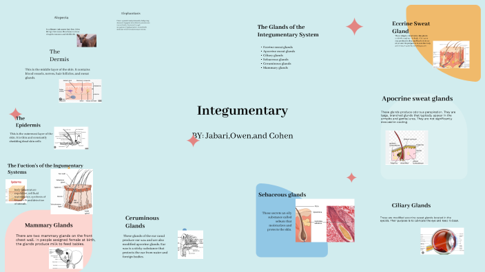 Integumentary by Jabari Porter on Prezi