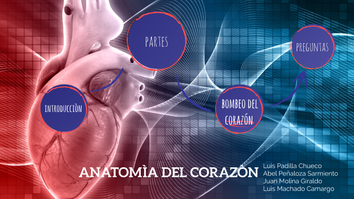 anatomia del corazon by Luis Padilla Chueco on Prezi