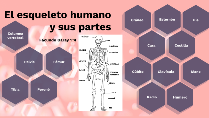 El esqueleto humano y sus partes by Facundo Garay on Prezi