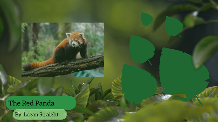 The Red Panda by Logan Straight on Prezi