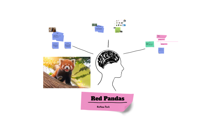 Red Pandas by Nathan Park on Prezi