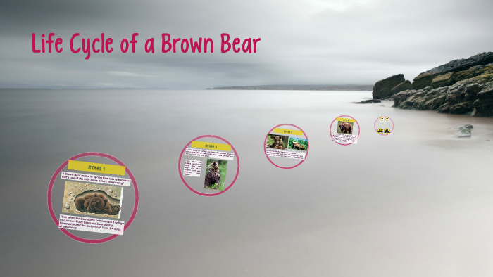 Life Cycle of a Brown Bear by Alan Boulter on Prezi