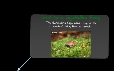 Gardiner's Seychelles Frog by Wesley Hunter