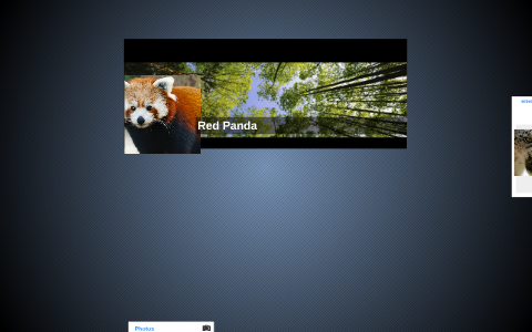 Red Panda by Matthew Lynn on Prezi