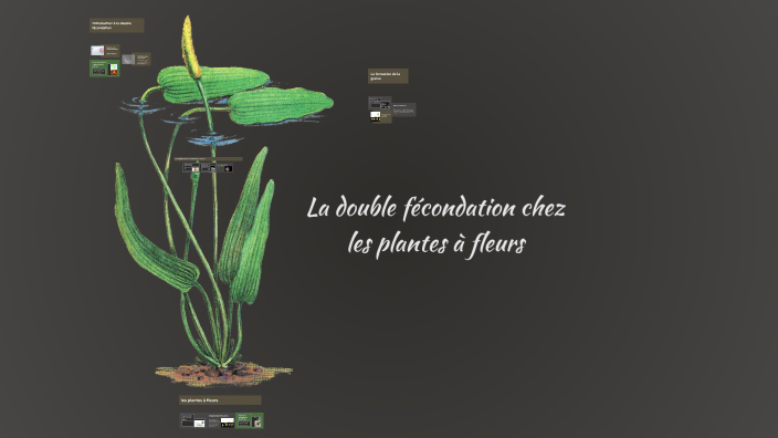 La double fécondation chez les plantes à fleurs by bakkali lamiae on Prezi