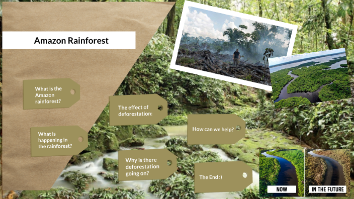 Amazon Rainforest presentation by Kate and Jade by Kate Jackson on Prezi