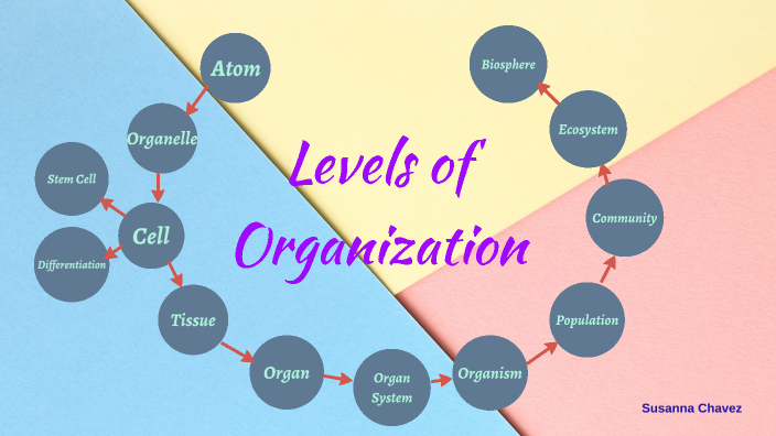 Levels of Organization Presentation by Susanna Chavez [STUDENT] on Prezi
