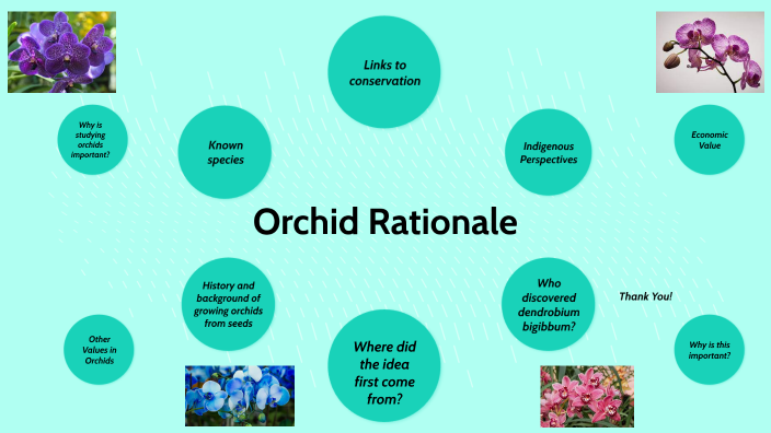 Orchid Rationale by Megan Fyfe on Prezi