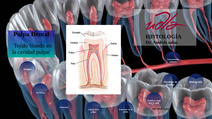 Pulpa Dental by Karla Ramos on Prezi