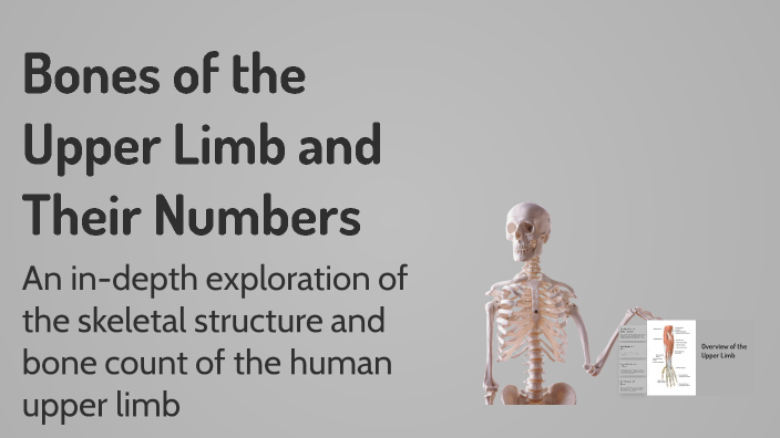 Bones of the Upper Limb and Their Numbers by مصطفى عوض on Prezi