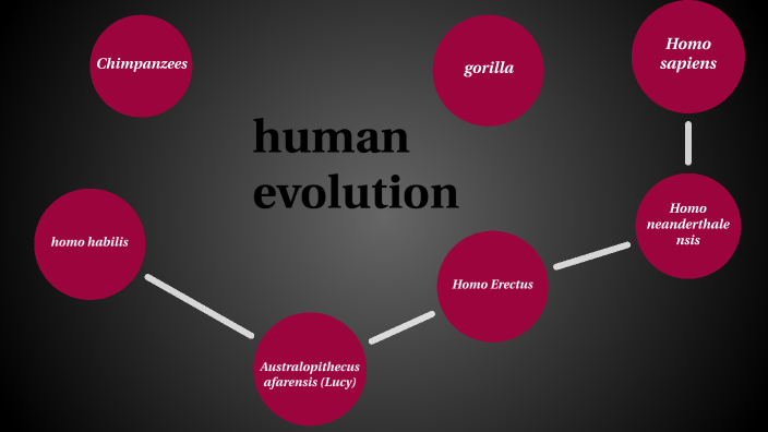 human evolution by jared marcer on Prezi