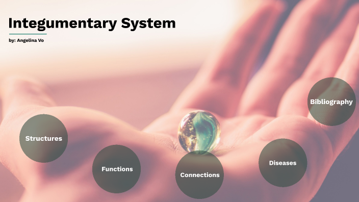 Integumentary System by Angelina Vo on Prezi