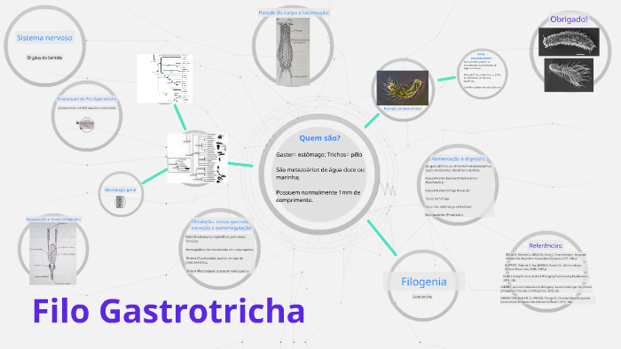 Filo Gastrotricha by Nathalia Costa on Prezi