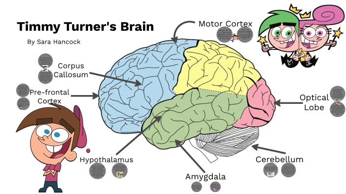 Timmy Turner's Brain by Sara Honcock on Prezi
