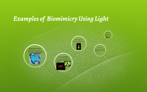 Examples of Biomimicry Using Light by Tyler Stotland on Prezi