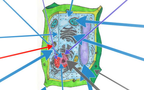 Cell Analogies Collage Project by Kevin Dinh on Prezi