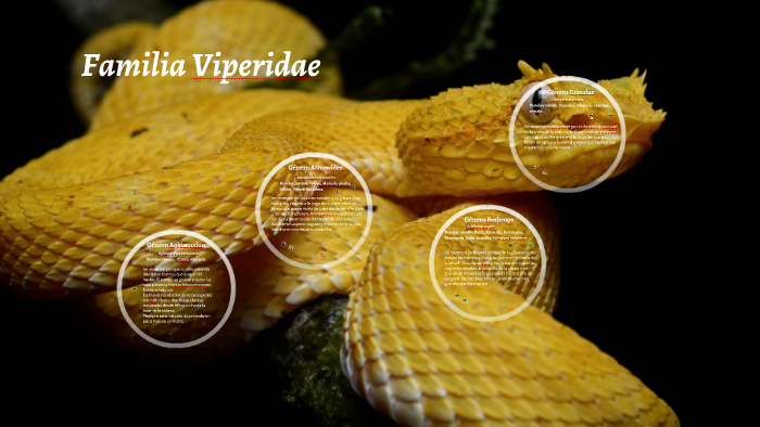 Familia Viperidae by Javier Escoto on Prezi