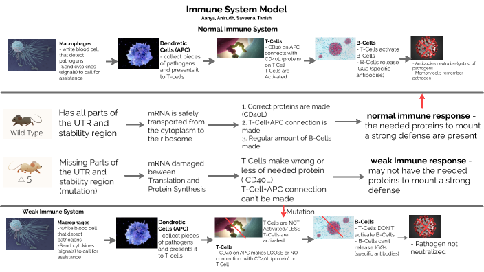 Immune System Model by Anirudh Rangesh on Prezi