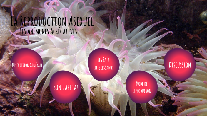 Aggregating Anemone by Grace Webber on Prezi