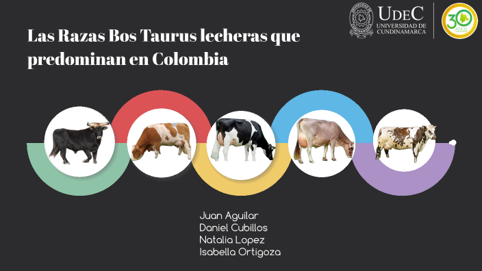 Bos Taurus: Linea lechera by isabella ortigoza on Prezi