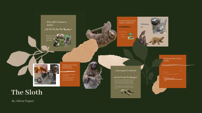 The Sloth by Olivia Tegner on Prezi