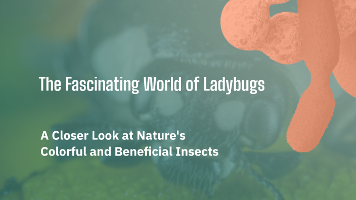 The Fascinating World of Ladybugs by Roman Gil on Prezi