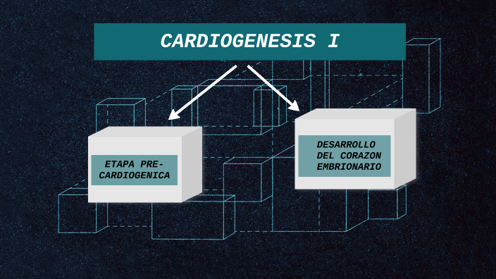 CARDIOGENESIS I by Pamela Dominique González Sánchez on Prezi