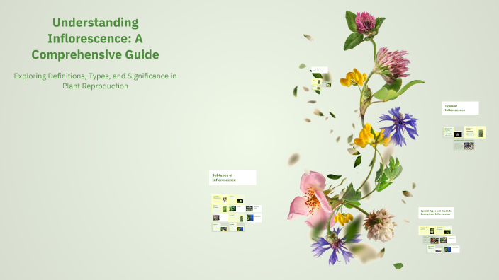 Understanding Inflorescence: A Comprehensive Guide by Shri Krishna Bhagat on Prezi