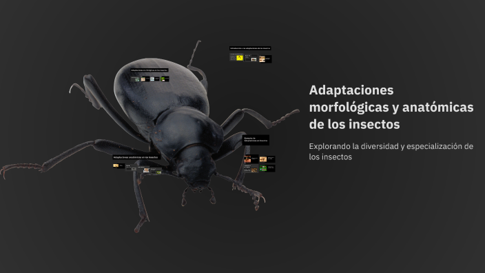 Adaptaciones morfológicas y anatómicas de los insectos by Erick C on Prezi