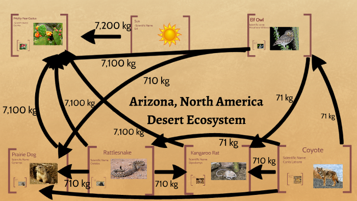 Arizona Desert Ecosystem by Taylor Duben