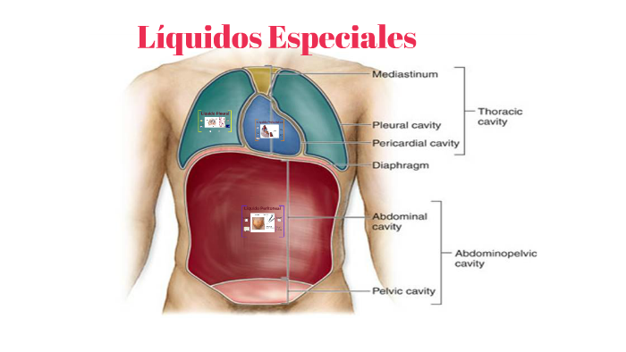 El Líquido Pleural By Lina Villamizar On Prezi