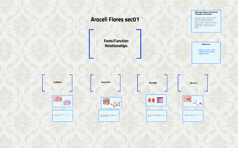 Form/Function Relationships by Araceli Flores on Prezi