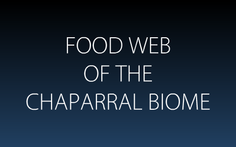Hessler Chaparral Biome Food Web by Sami Hessler on Prezi