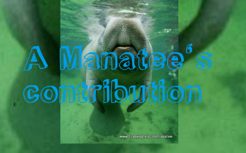 Manatee Food Web by Ms. Norte on Prezi