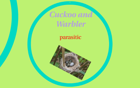 Cuckoo and Warbler by Madi5 L-K on Prezi