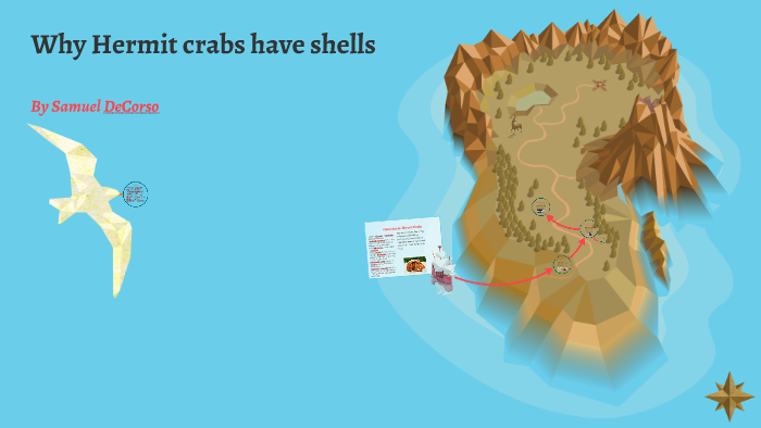 Why do Hermit Crabs Change Shells? by Sam DeCorso