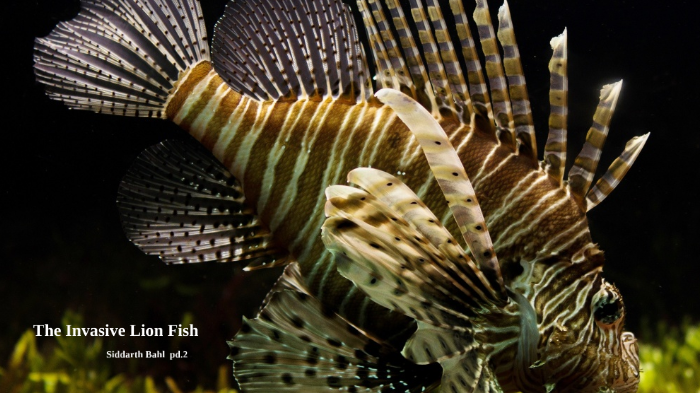 Lion fish Invasive Species Project by Siddarth Bahl on Prezi