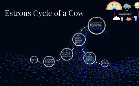 Estrous Cycle of a Cow by on Prezi