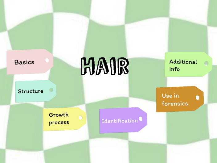 Hair presentation by Sarah Baek on Prezi