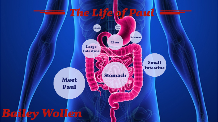 Biology - Digestive System Story by Bailey Wollen on Prezi