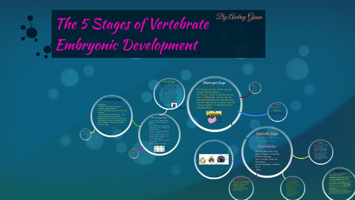 The 5 Stages of Vertebrate Embryonic Development by Audrey Giesen on Prezi